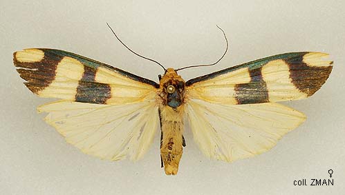 Papua Insects Foundation (Lepidoptera/Erebidae(Arctiinae)/Oeonistis delia)